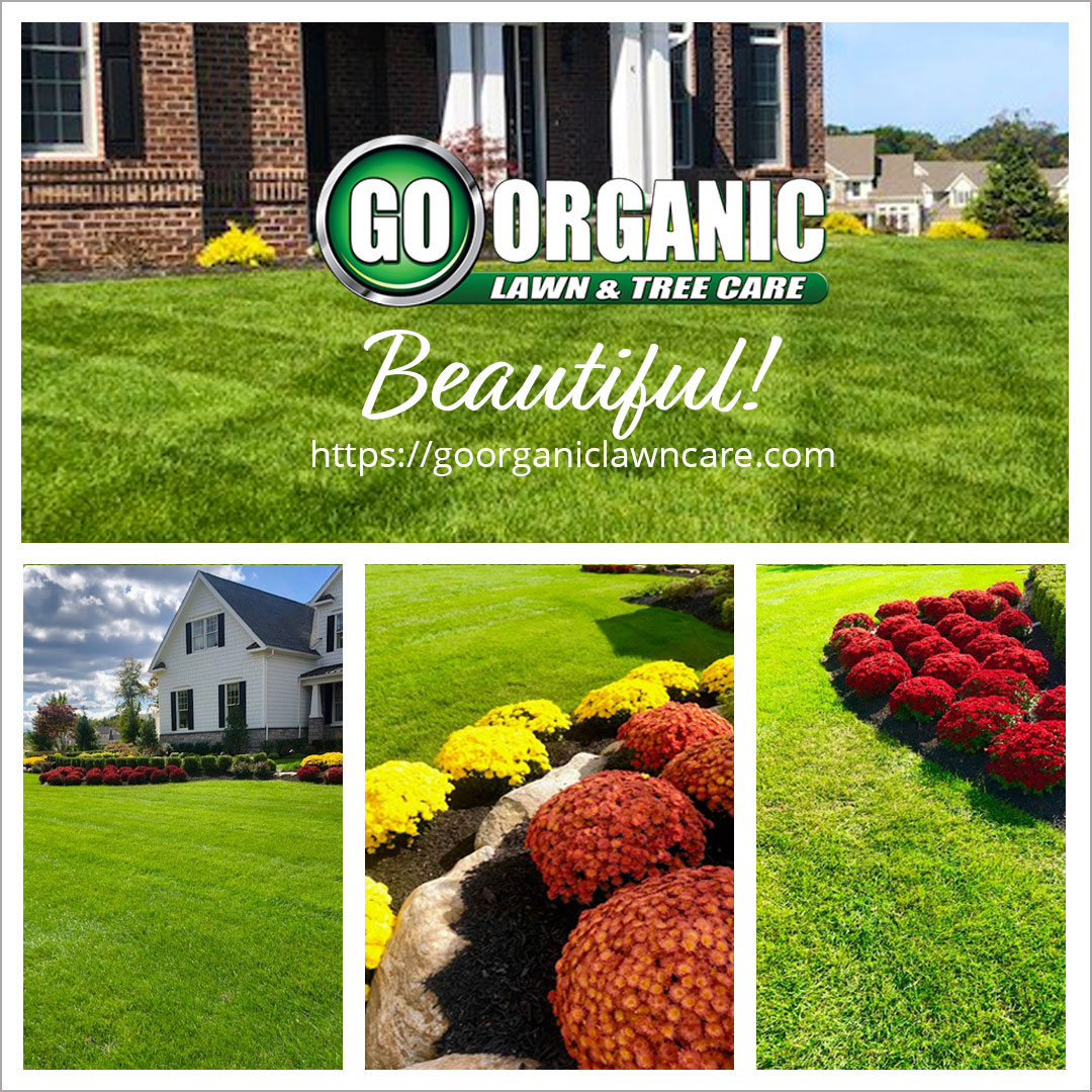 Sometimes a Photo Says It All… – Go Organic Lawn Care